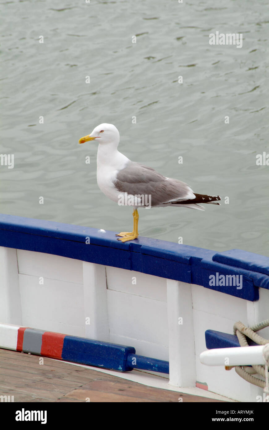 sea gull seagull seabird bird feather perch Stock Photo - Alamy