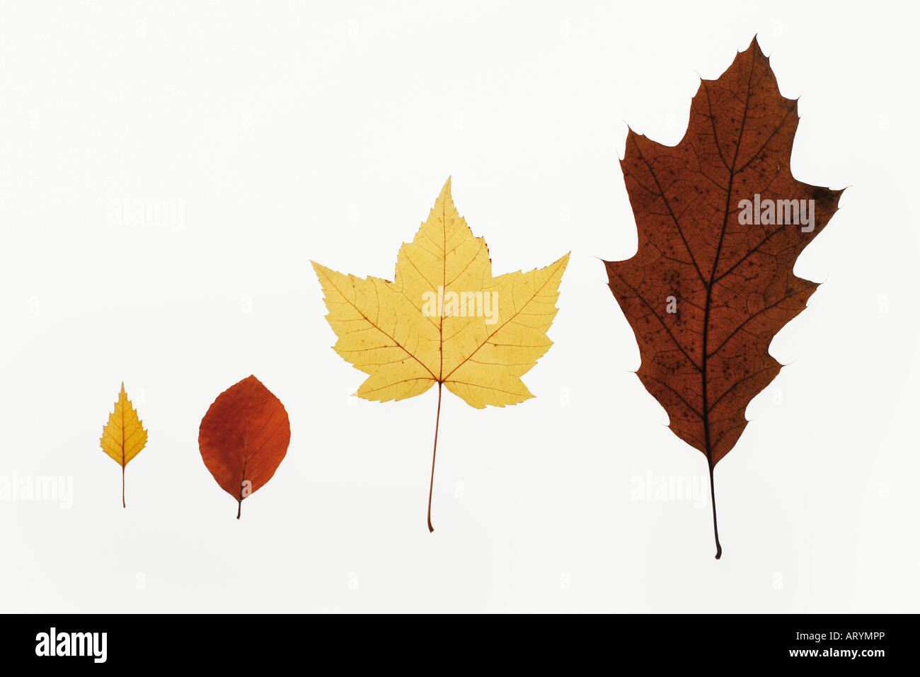 Different demographics hi-res stock photography and images - Alamy