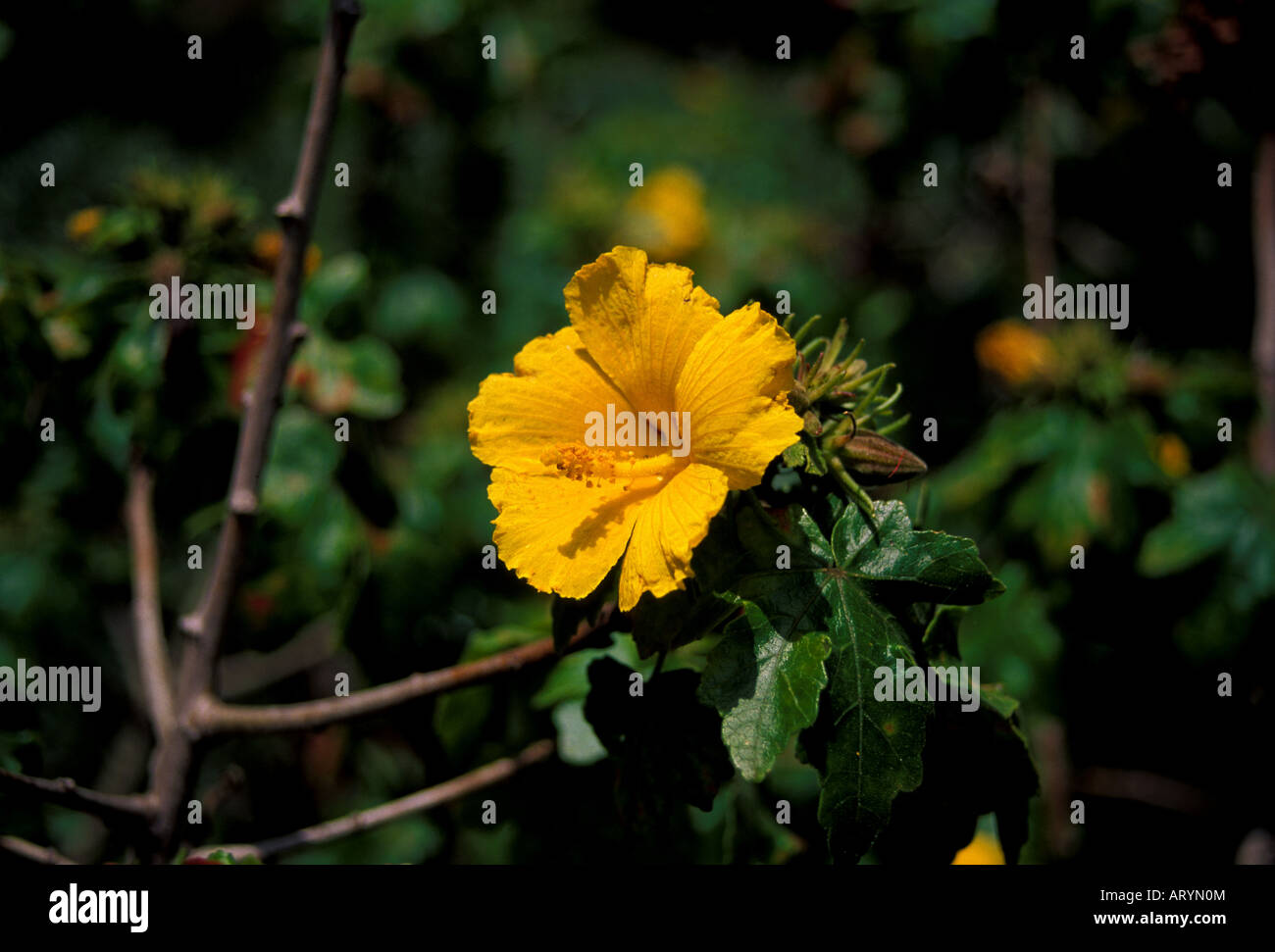 Native yellow hibiscus (brackenridge) is the state flower of Hawaii ...