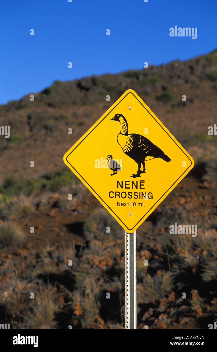 Yellow signs bird hi-res stock photography and images - Alamy