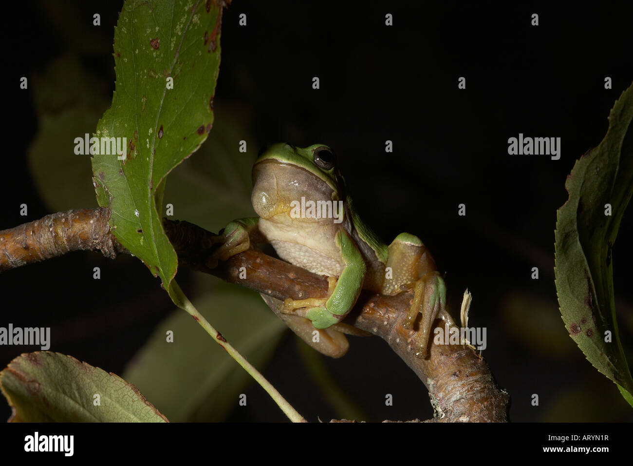 Italian Tree Frog Hyla intermedia Central Italy Stock Photo - Alamy