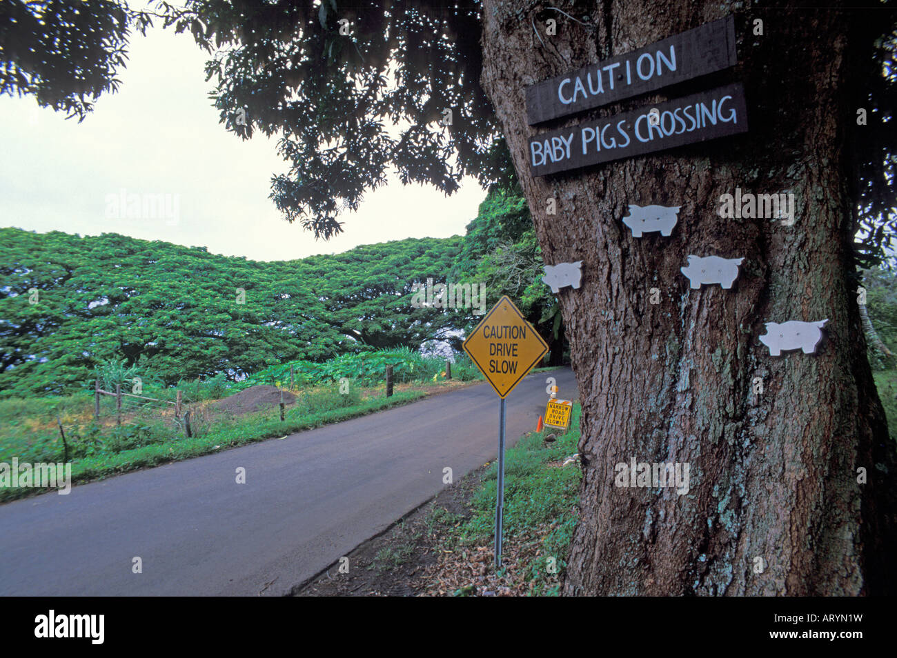 Humerous Baby Pig Crossing Sign just pass Hana on the Hana Highway ...