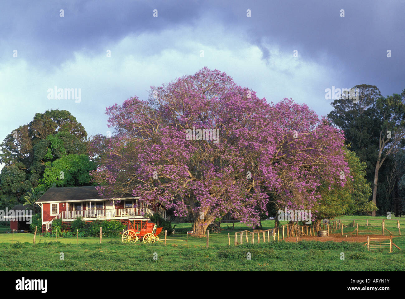 Jacaranda tree in full bloom, red farm house and stage coach in Olinda ...