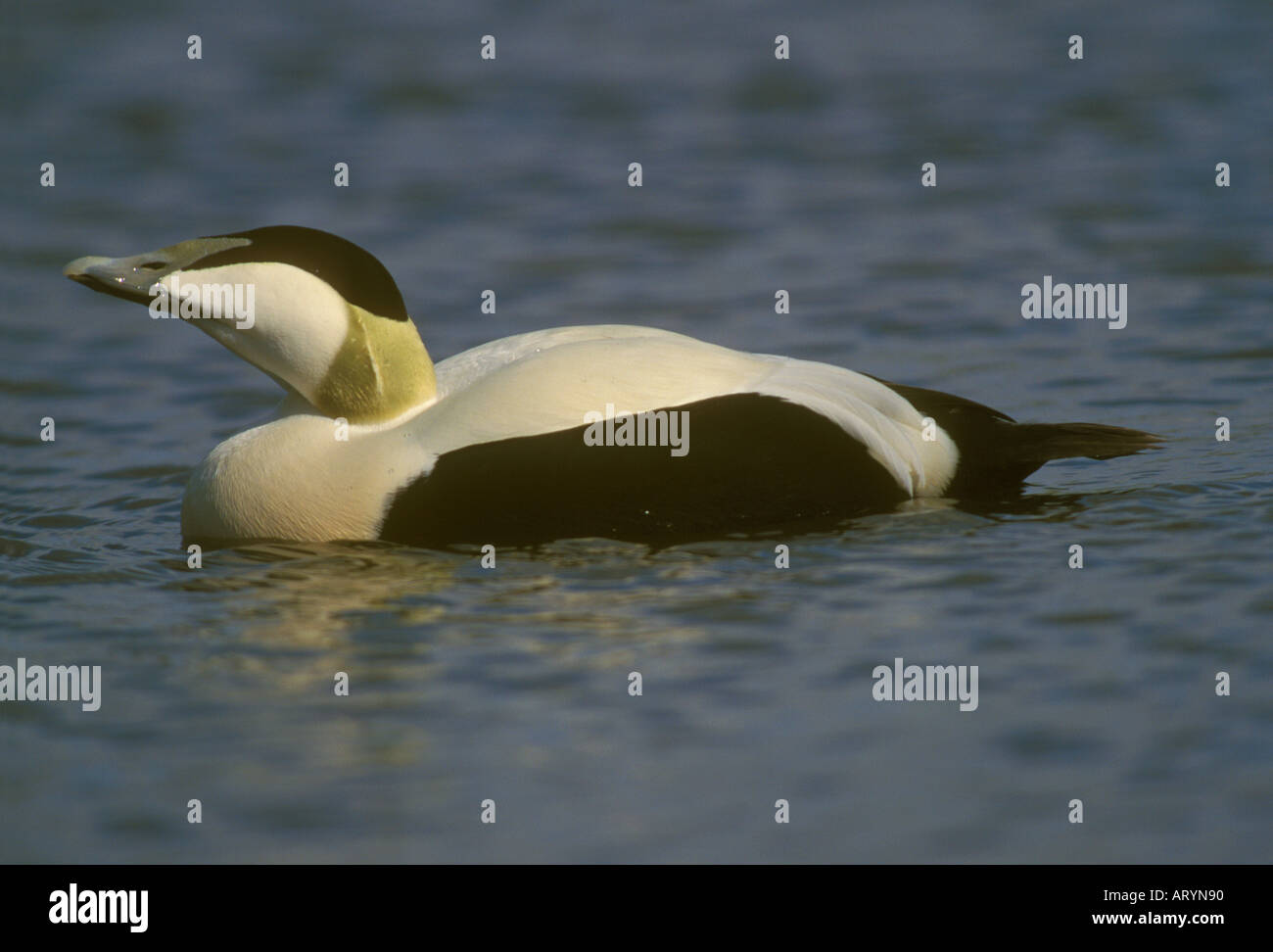 Common Eider Duck Stock Photo - Alamy