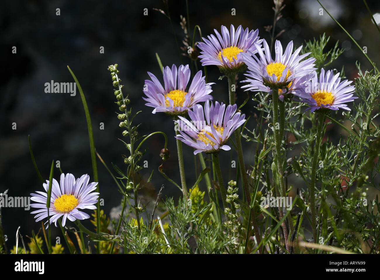 Smooth fleabane hi-res stock photography and images - Alamy