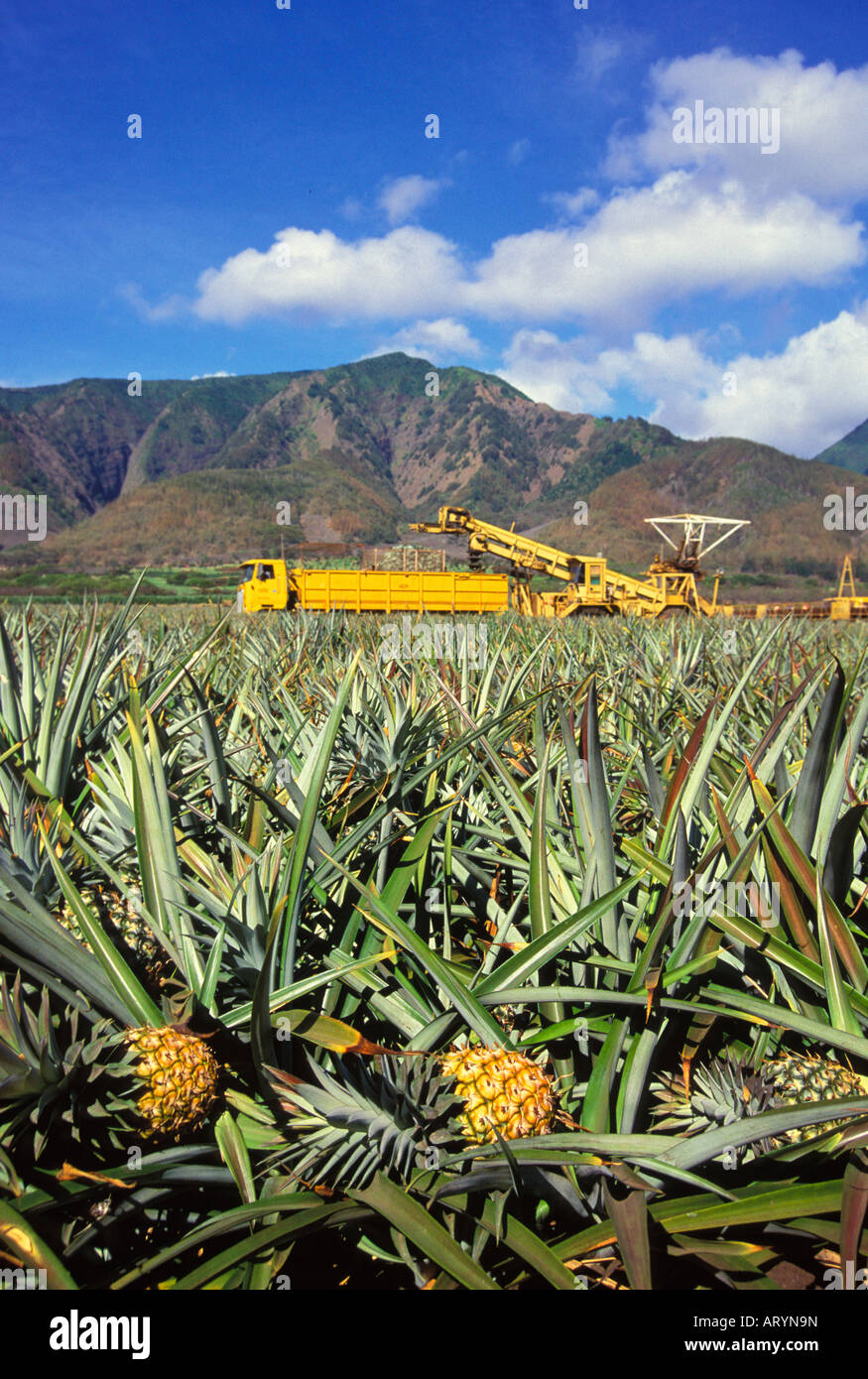 Ripe pineapples and pineapple harvesting in the background below the ...