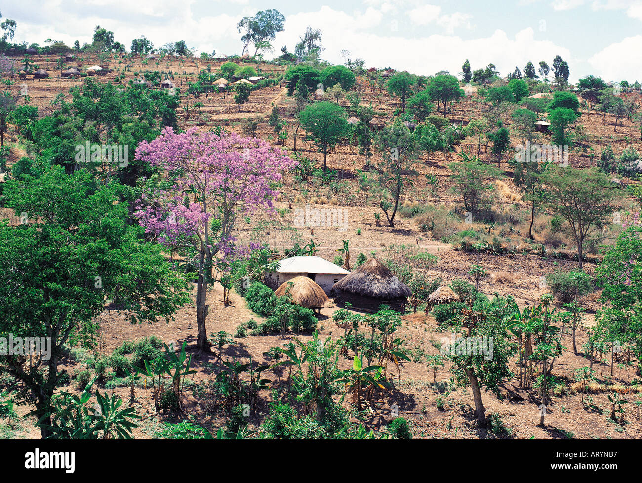 Traditional subsistence farm in Central Province Kenya East Africa ...