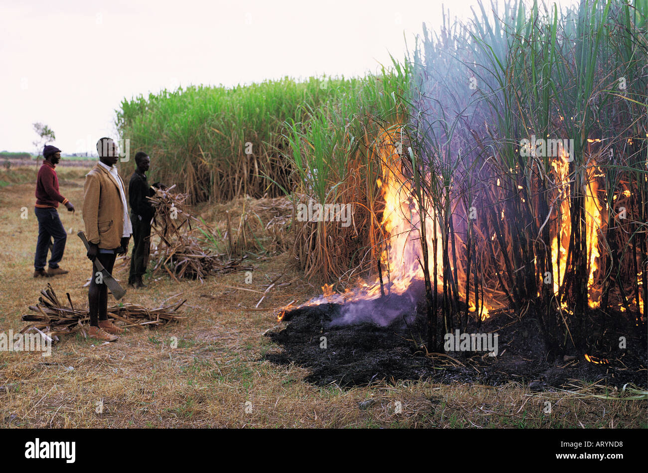 Normal burning of sugar cane near Mumias in western Kenya East Africa ...