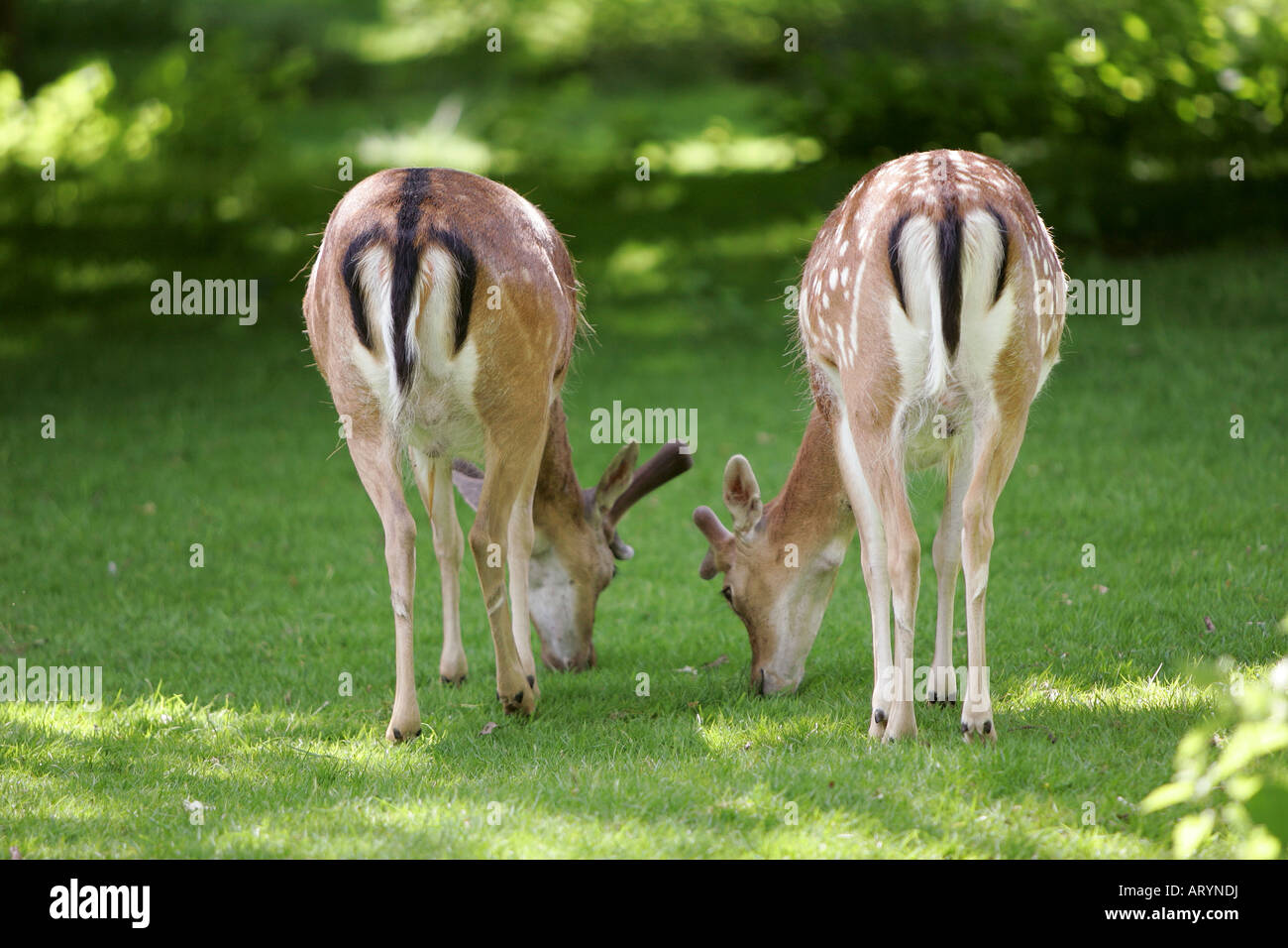 Deer herd animal mammal herbivores Stock Photo - Alamy