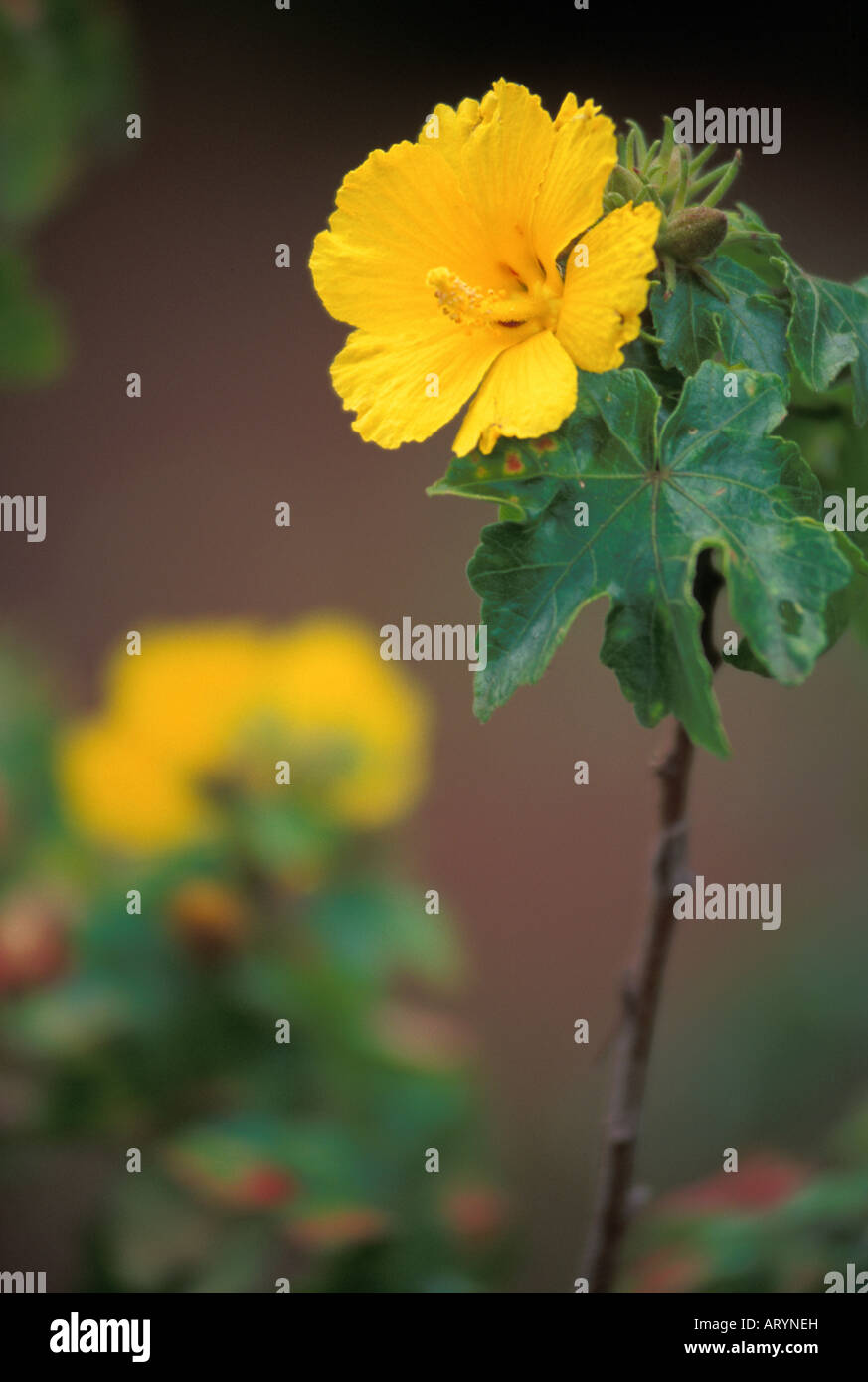 Ma'o hau-hele(Hibiscus Brackenridgei). One of the two state flowers of ...