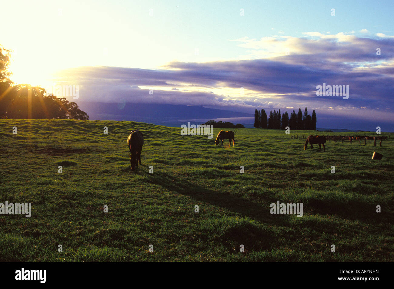 Horses grazing in green pasture land on the Haleakala Ranch at sunset ...