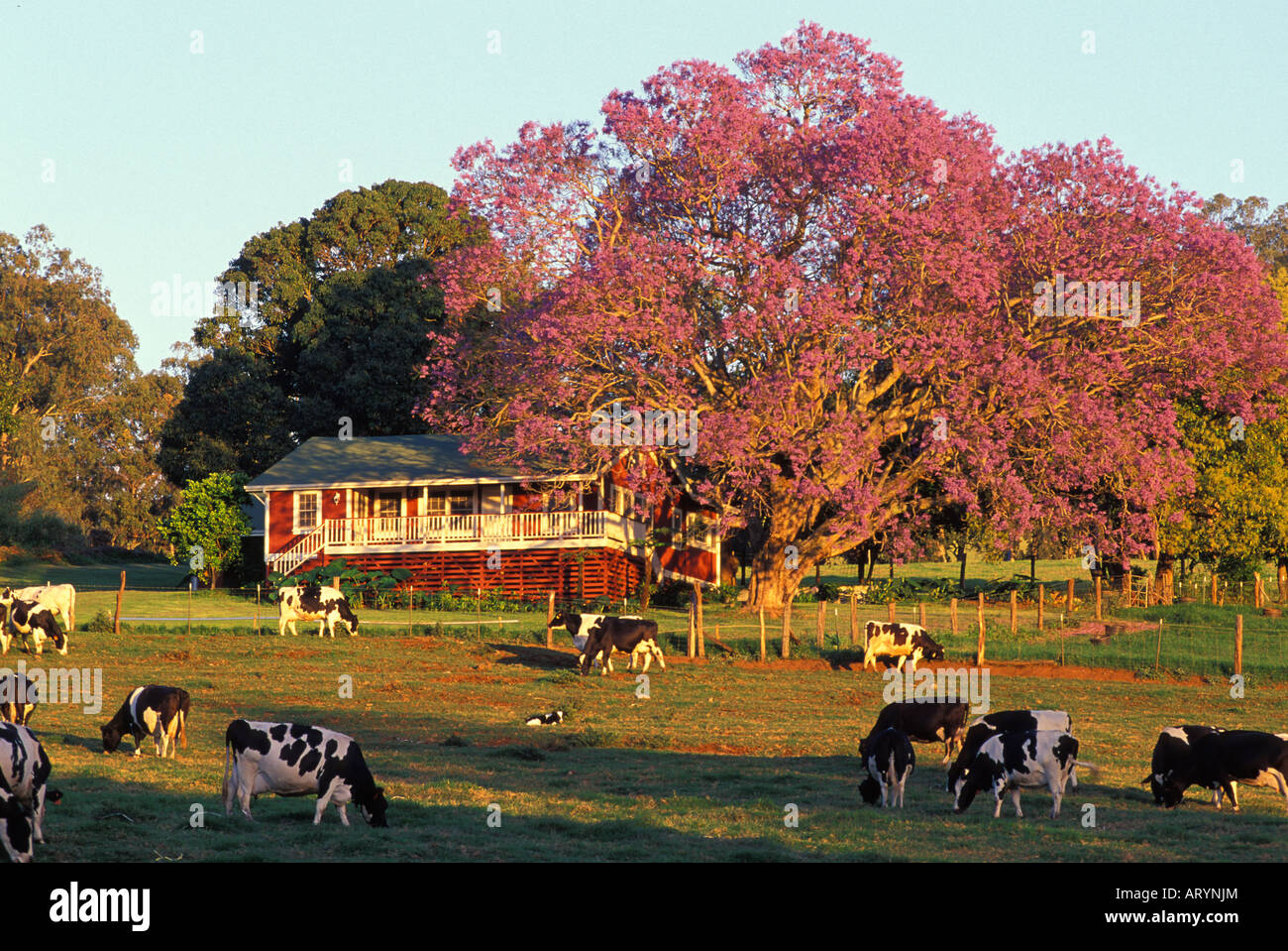 old Haleakala Dairy ranch house with a Jacaranda tree in full bloom ...