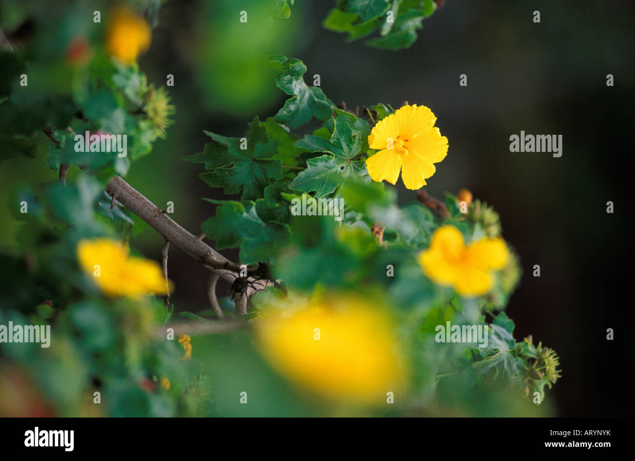 Ma'o hau-hele(Hibiscus Brackenridgei). One of the two state flowers of ...