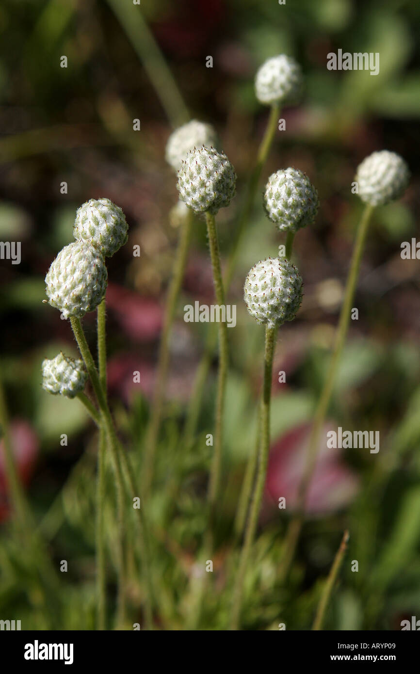 Cut Leaf Anemone fruit Wildflowers summer in Alberta Stock Photo - Alamy