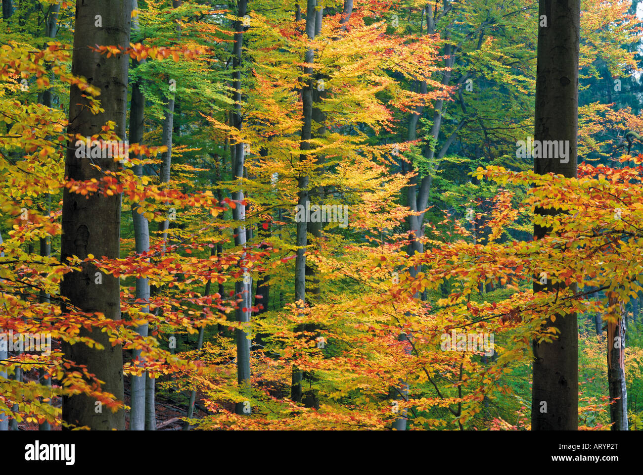 Odenwald forest hi-res stock photography and images - Alamy