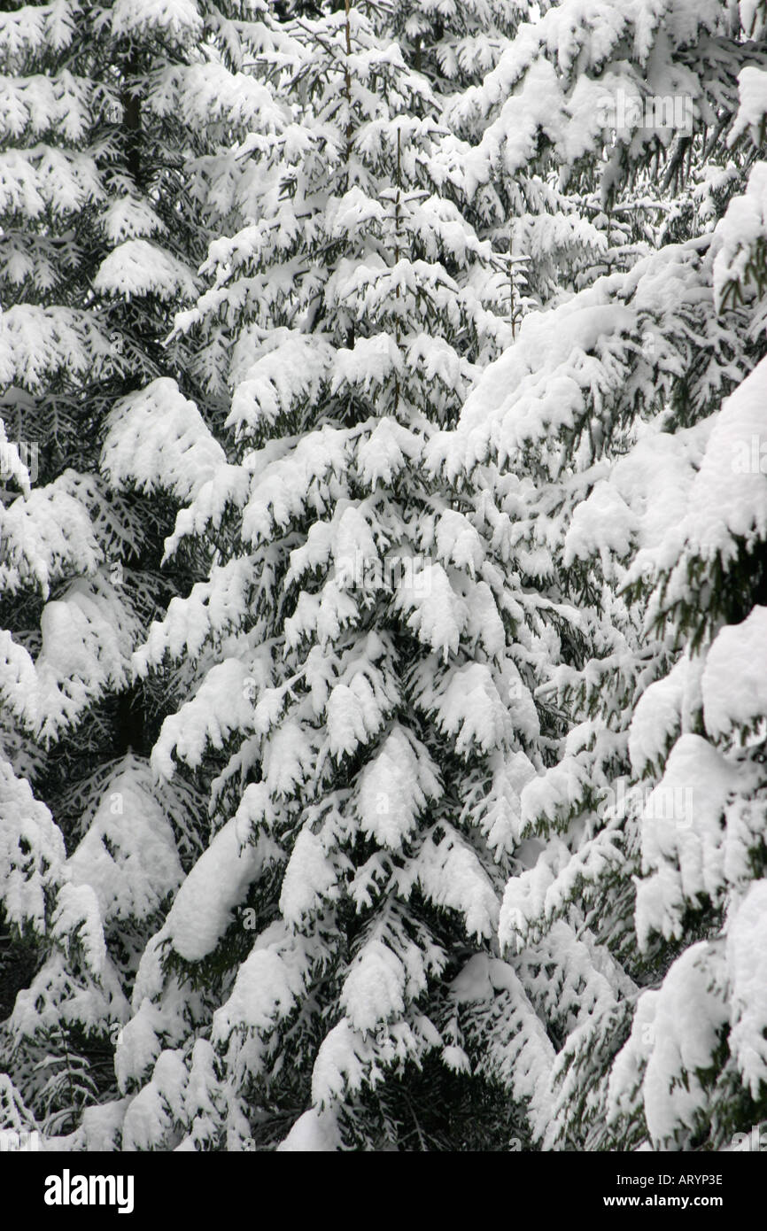Zakopane Poland. Trees covered in snow Stock Photo - Alamy