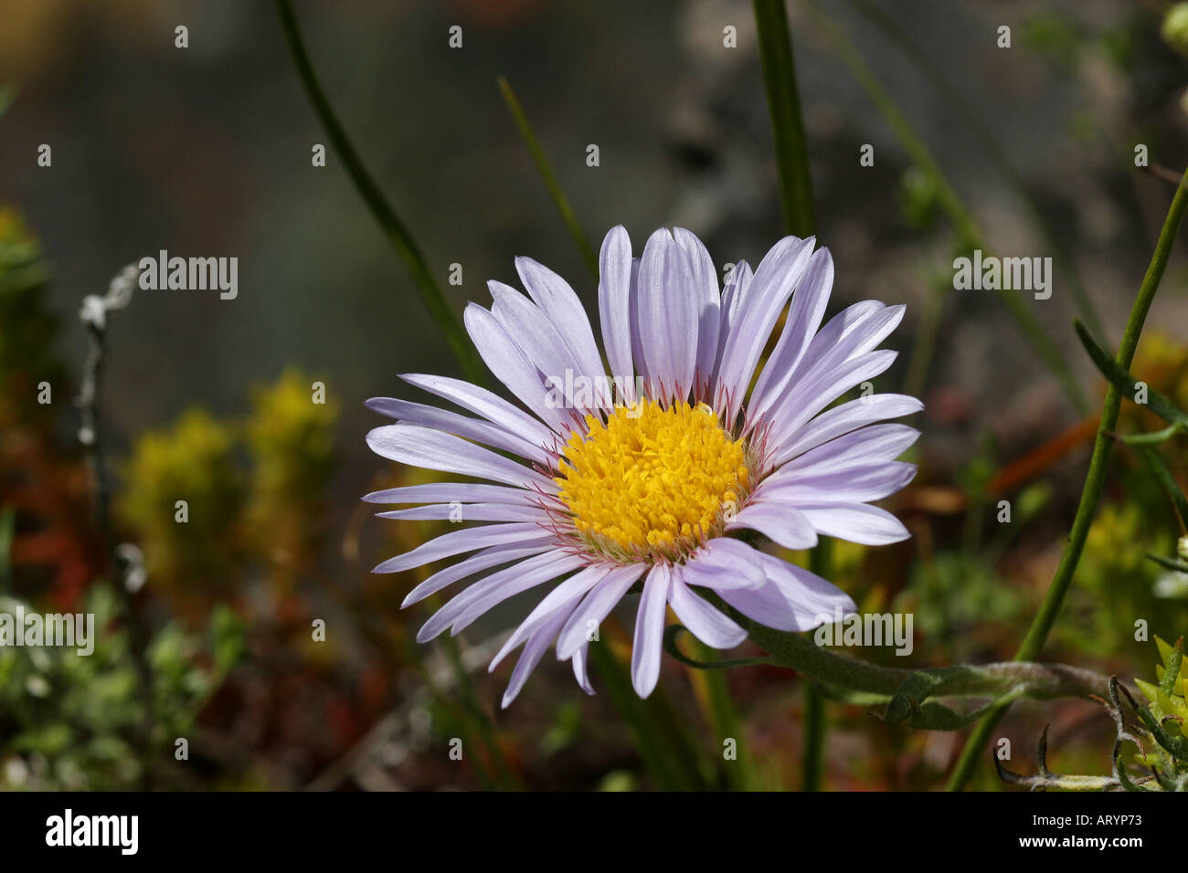 Smooth fleabane hi-res stock photography and images - Alamy