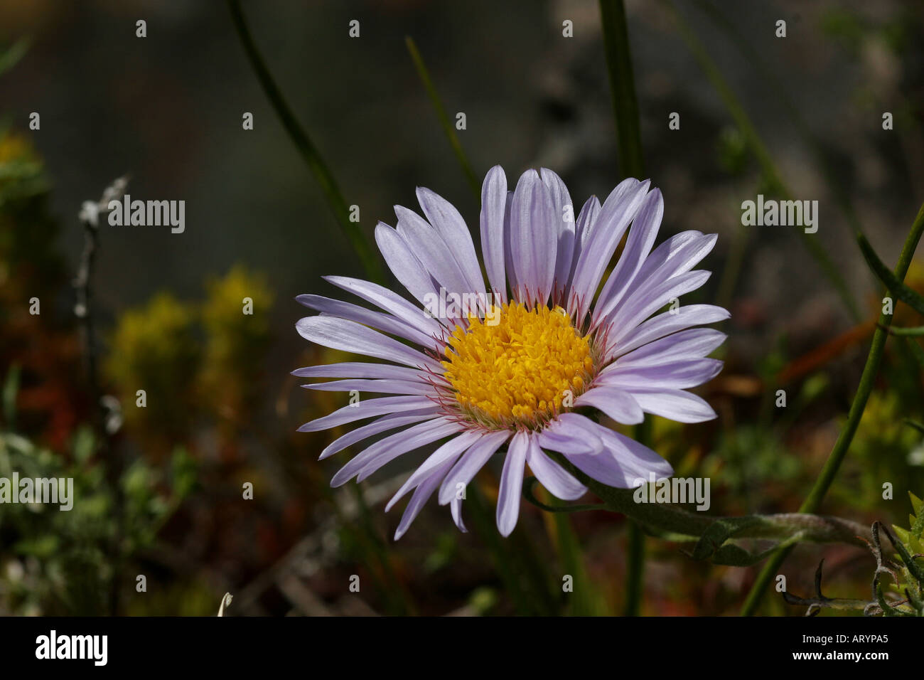 Canada fleabane hi-res stock photography and images - Alamy