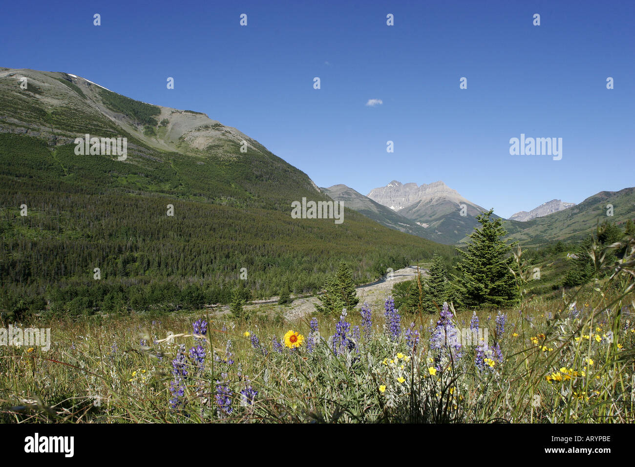 Wildflowers summer in Alberta Stock Photo - Alamy