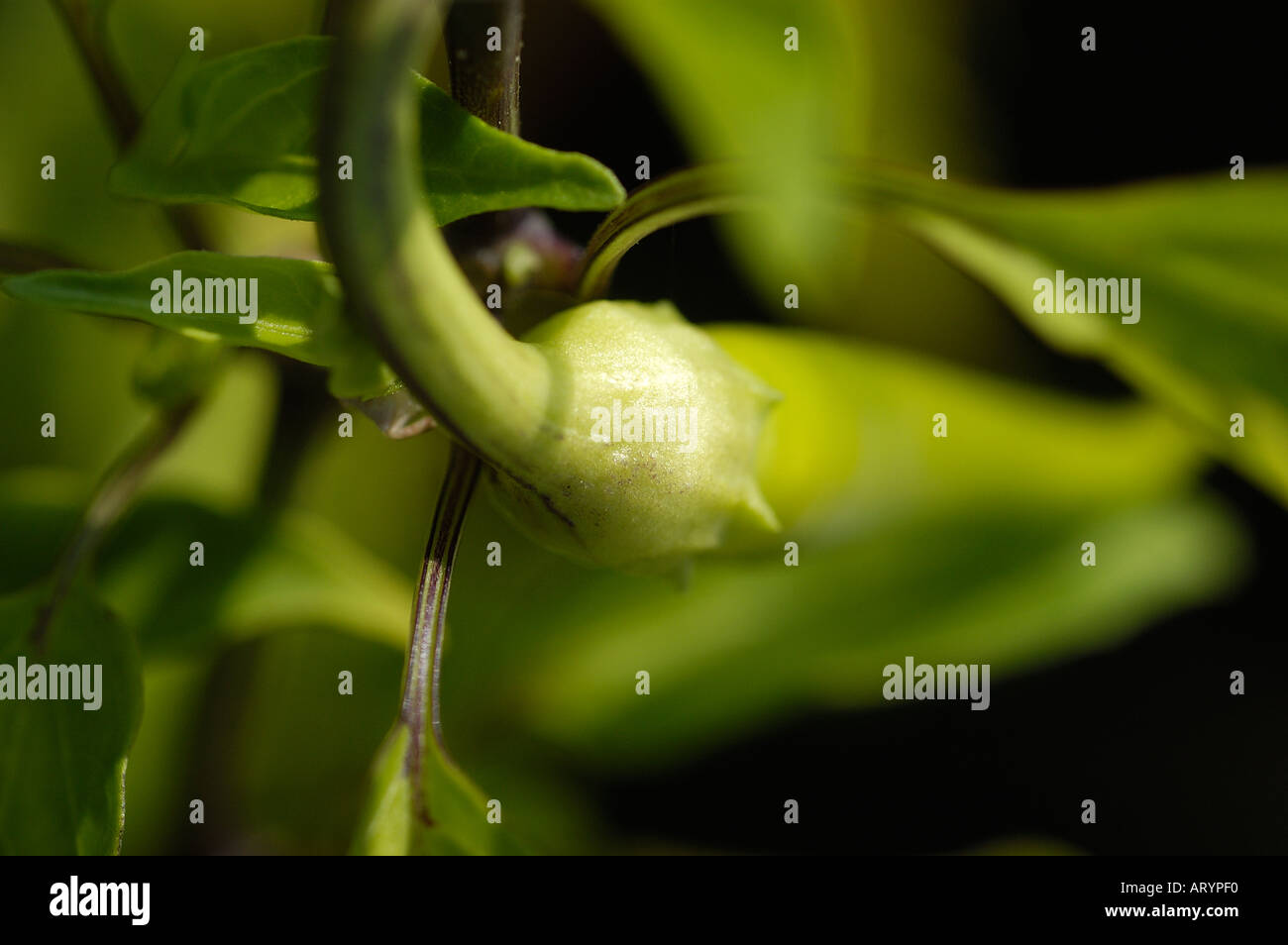 macro pepper detail Stock Photo - Alamy