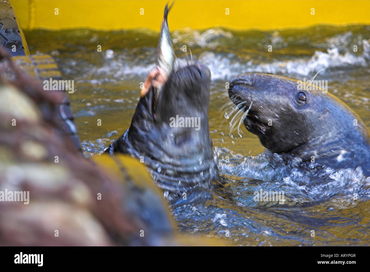 Fisherman landing catch of fish hi-res stock photography and images - Alamy