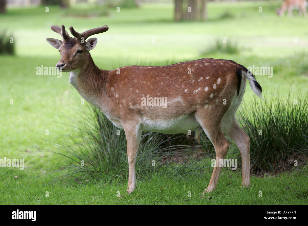 Deer herd animal mammal herbivores Stock Photo - Alamy