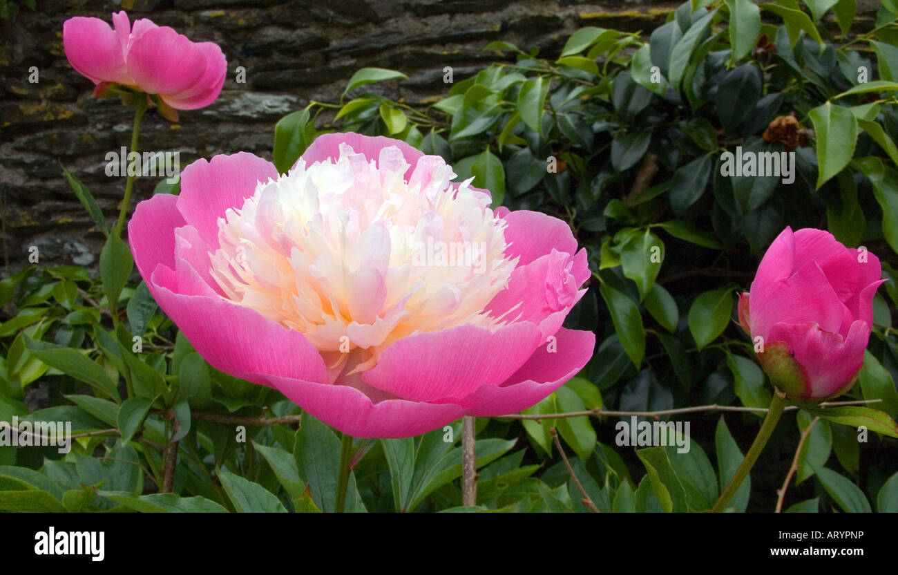 Open peonies hi-res stock photography and images - Alamy