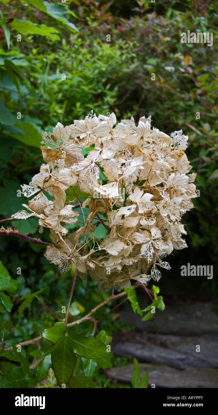 Dead hydrangea macrophylla hi-res stock photography and images - Alamy