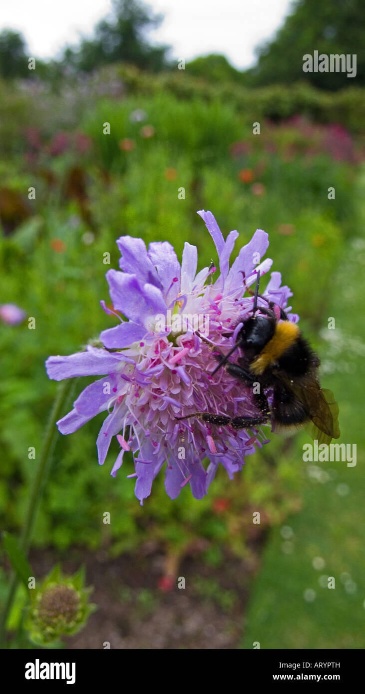 Bee pollinating a flower Stock Photo - Alamy