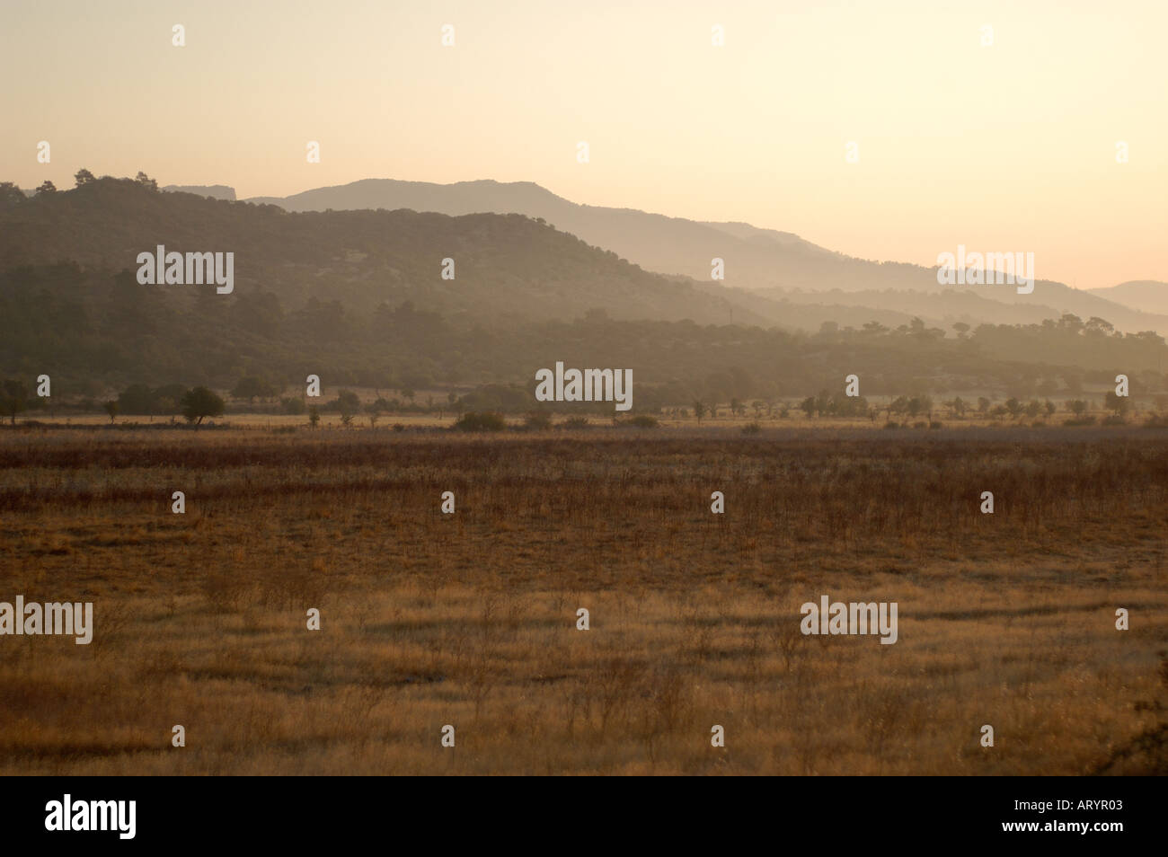 field in the morning Stock Photo - Alamy
