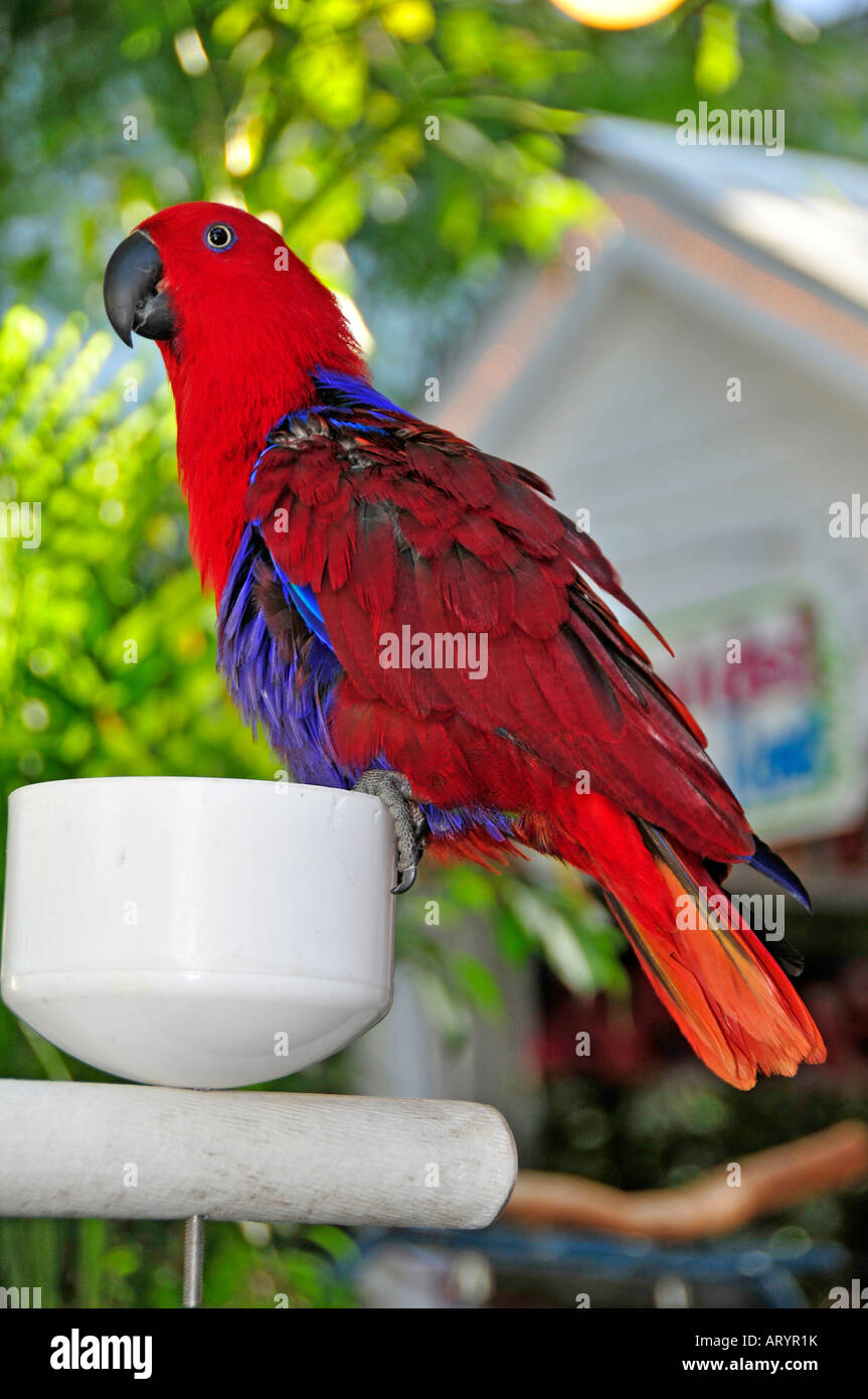 Key West Florida Parrot birds on display Stock Photo - Alamy