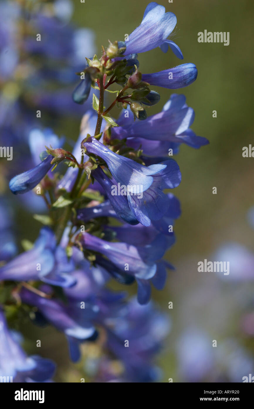 Penstemon Wildflowers summer in Alberta Stock Photo - Alamy