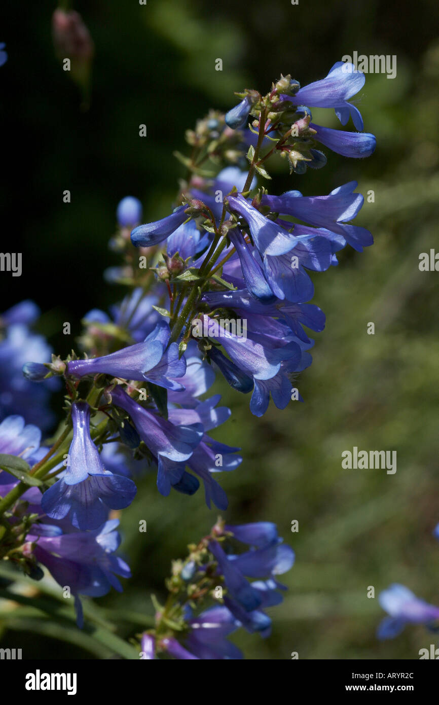 Penstemon Wildflowers summer in Alberta Stock Photo - Alamy