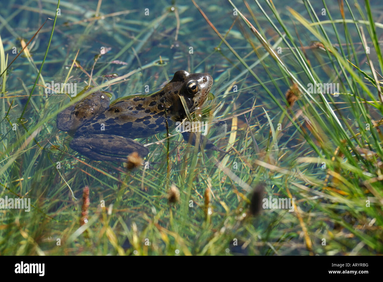 Rana temporaria montagna stagno acquitrino primo piano anfibi anuri ...