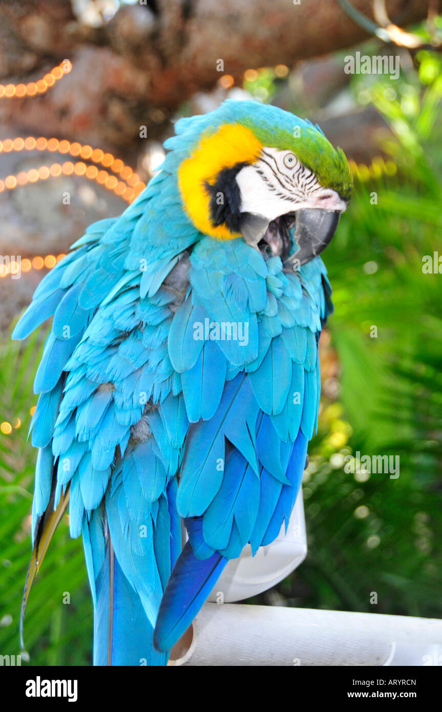 Parrot birds hi-res stock photography and images - Alamy