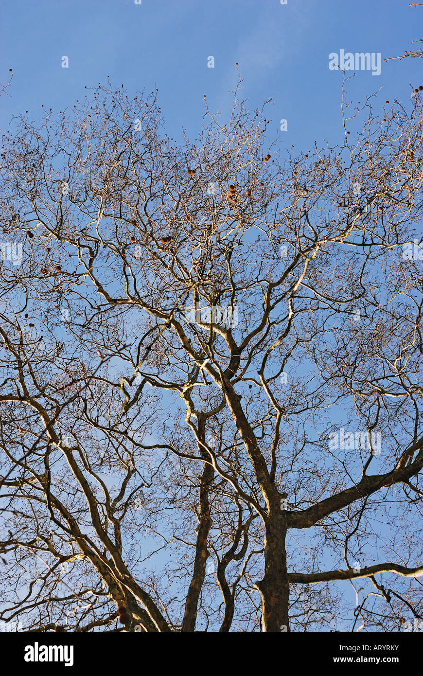Trees in winter, London Stock Photo - Alamy