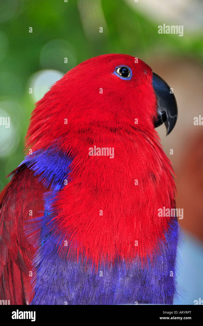 Key West Florida Parrot birds on display Stock Photo - Alamy