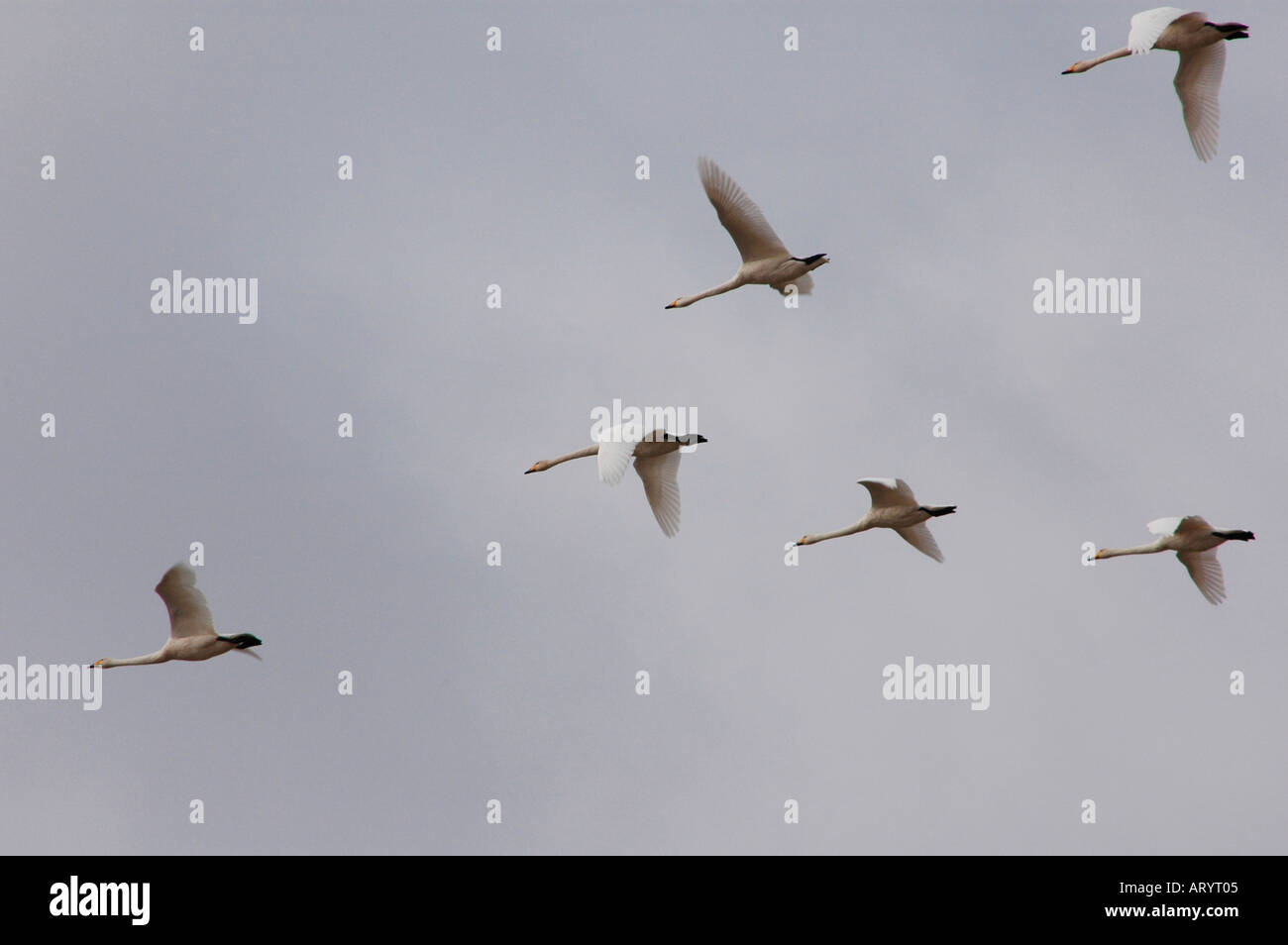 Noisy flock whooper swans in hi-res stock photography and images - Alamy