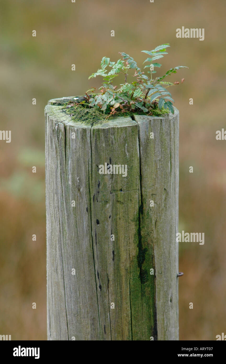 Mountain ash rowan sorbus aucuparia seedling grow fence post seeds hi ...