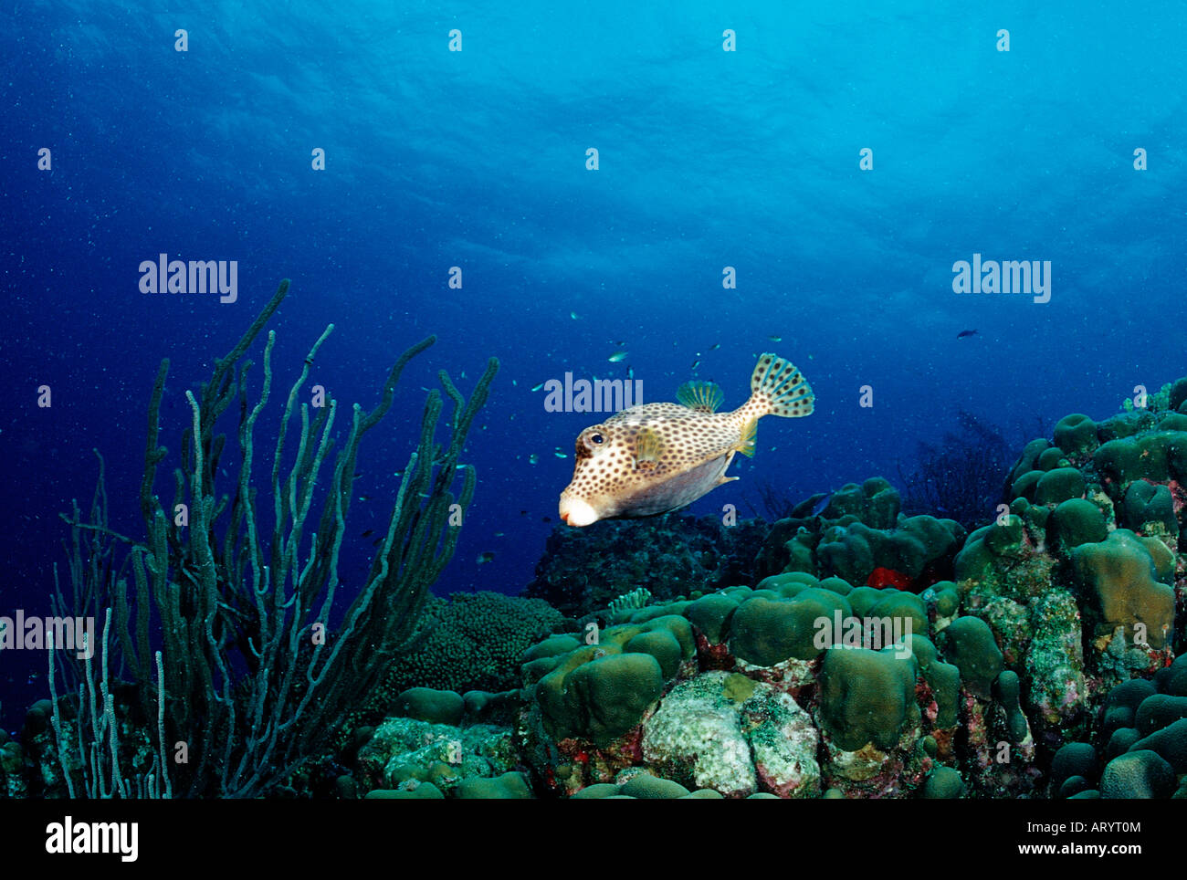 Spotted Trunkfish over Coral Reef Lactophrys bicaudalis Caribbean Sea ...