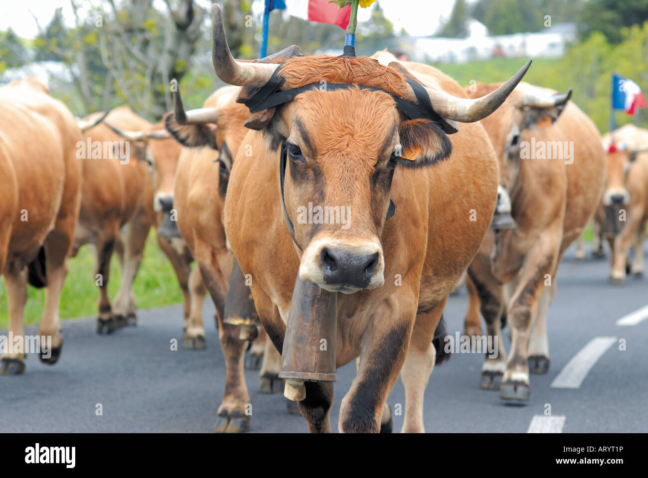 Traditional cow parade at the Transhumance in Aubrac, Aveyron, Midi ...