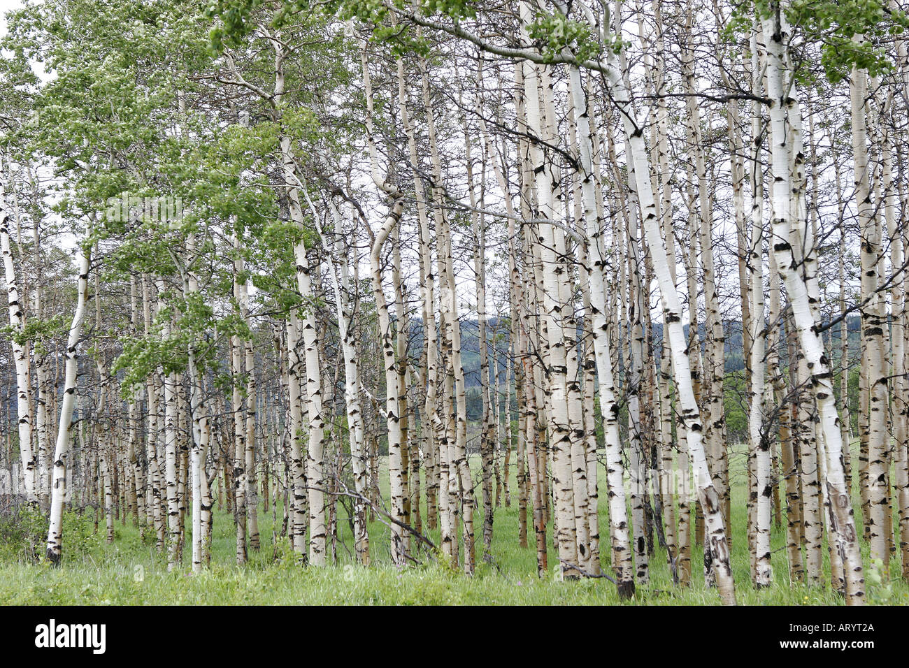 Birches on farm hi-res stock photography and images - Alamy