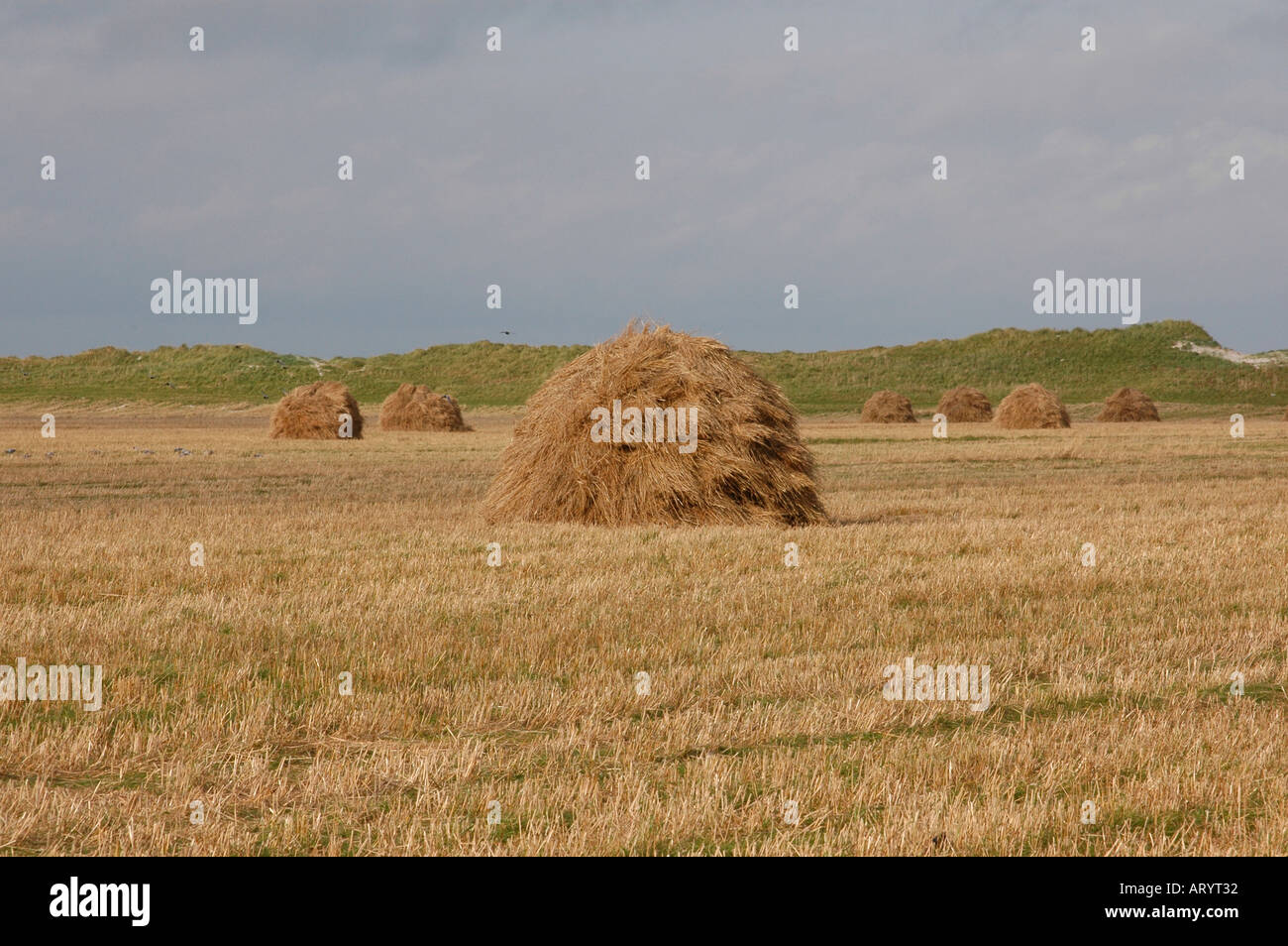 Hay stook hi-res stock photography and images - Alamy