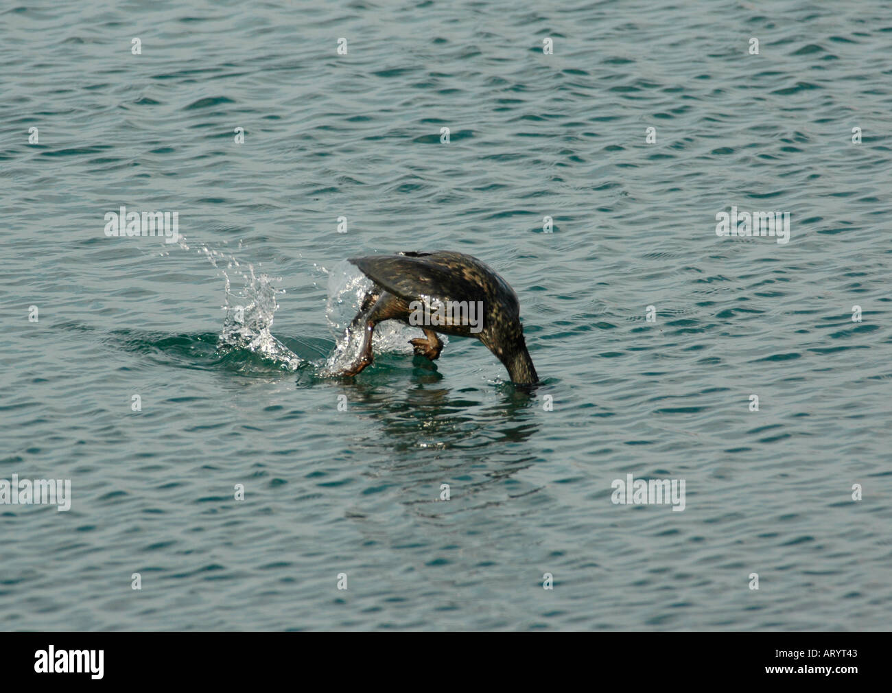 Diving bird into water hi-res stock photography and images - Alamy