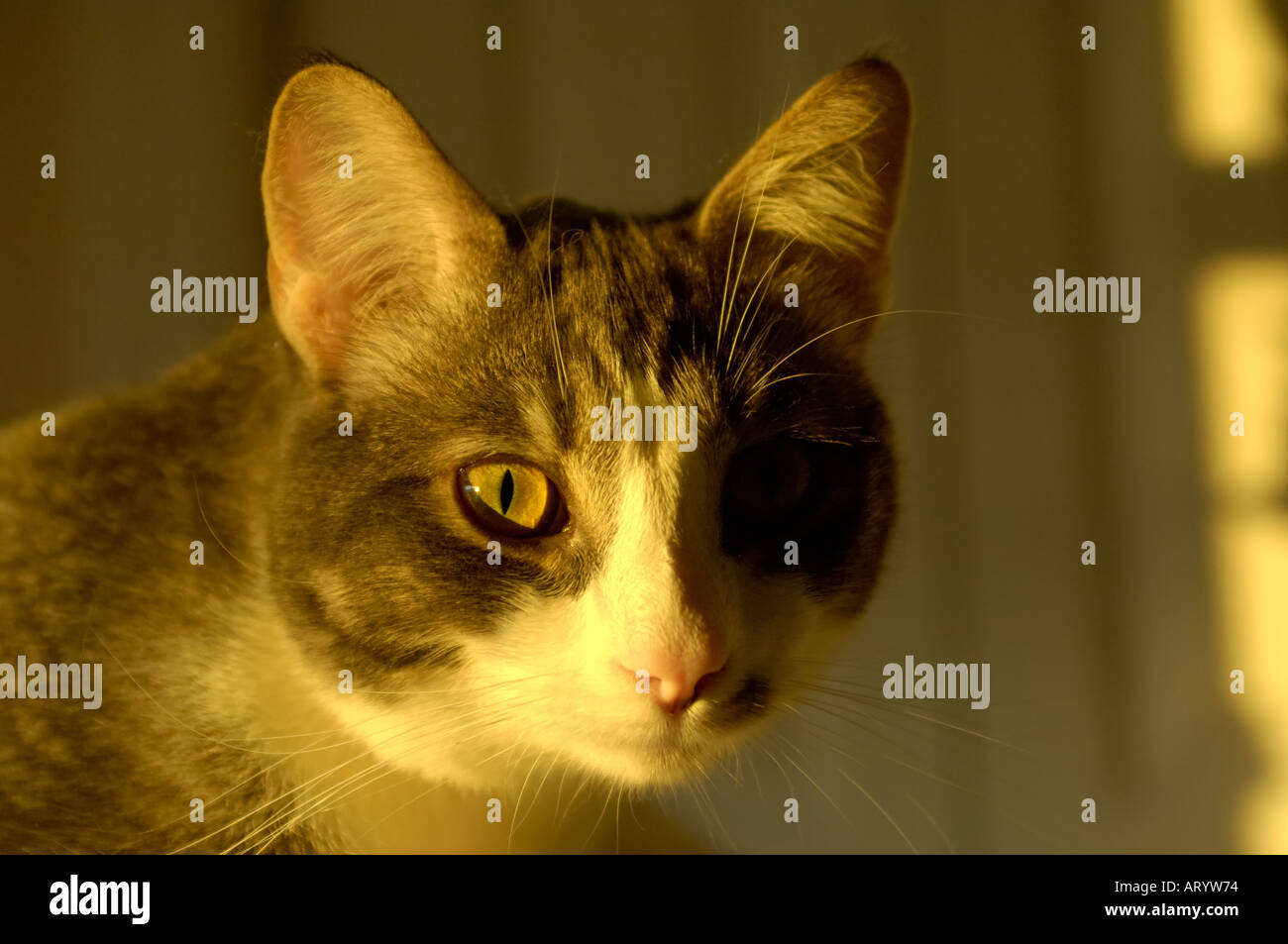 White male cat hi-res stock photography and images - Alamy