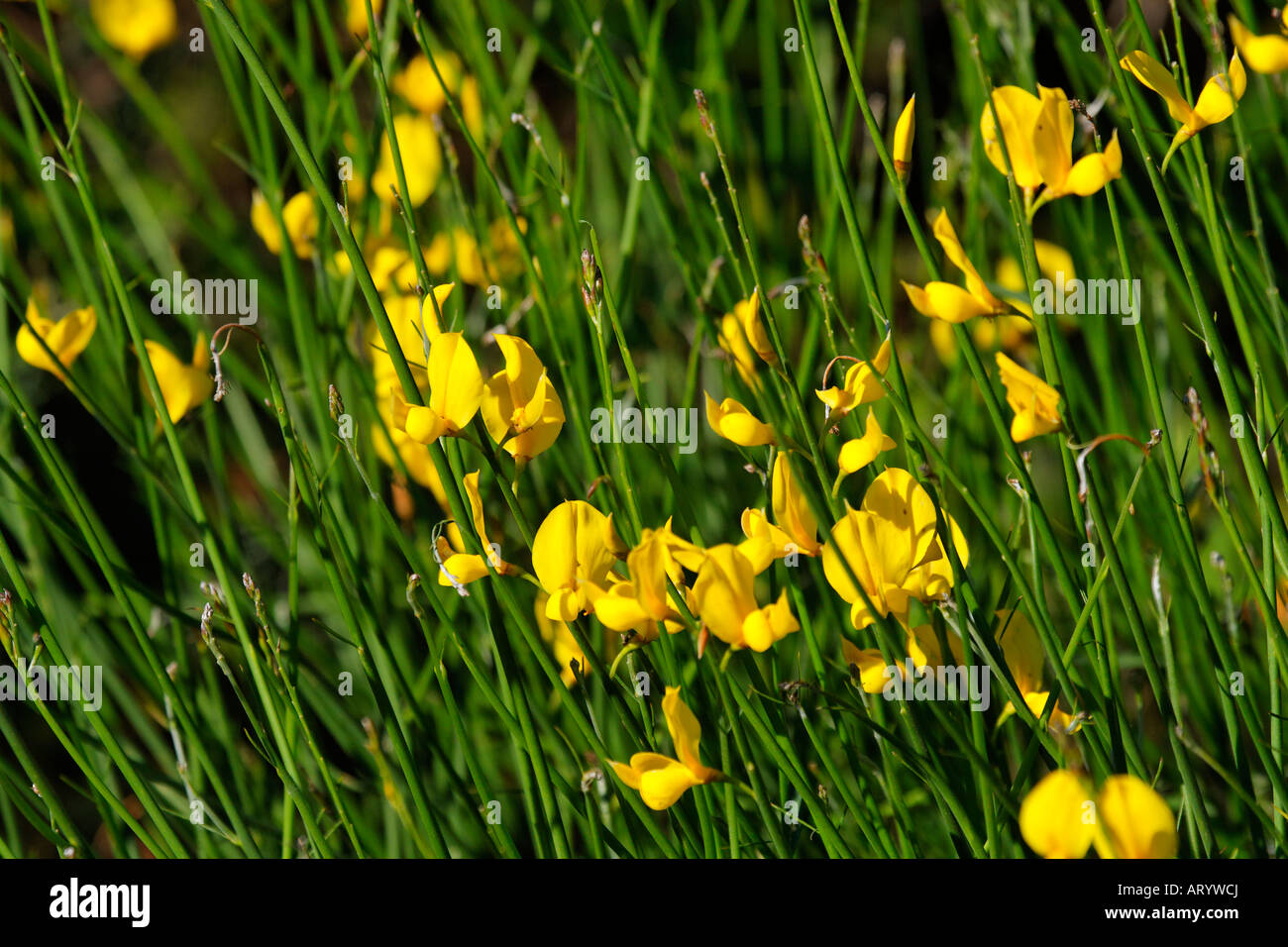 Scenaries hi-res stock photography and images - Alamy