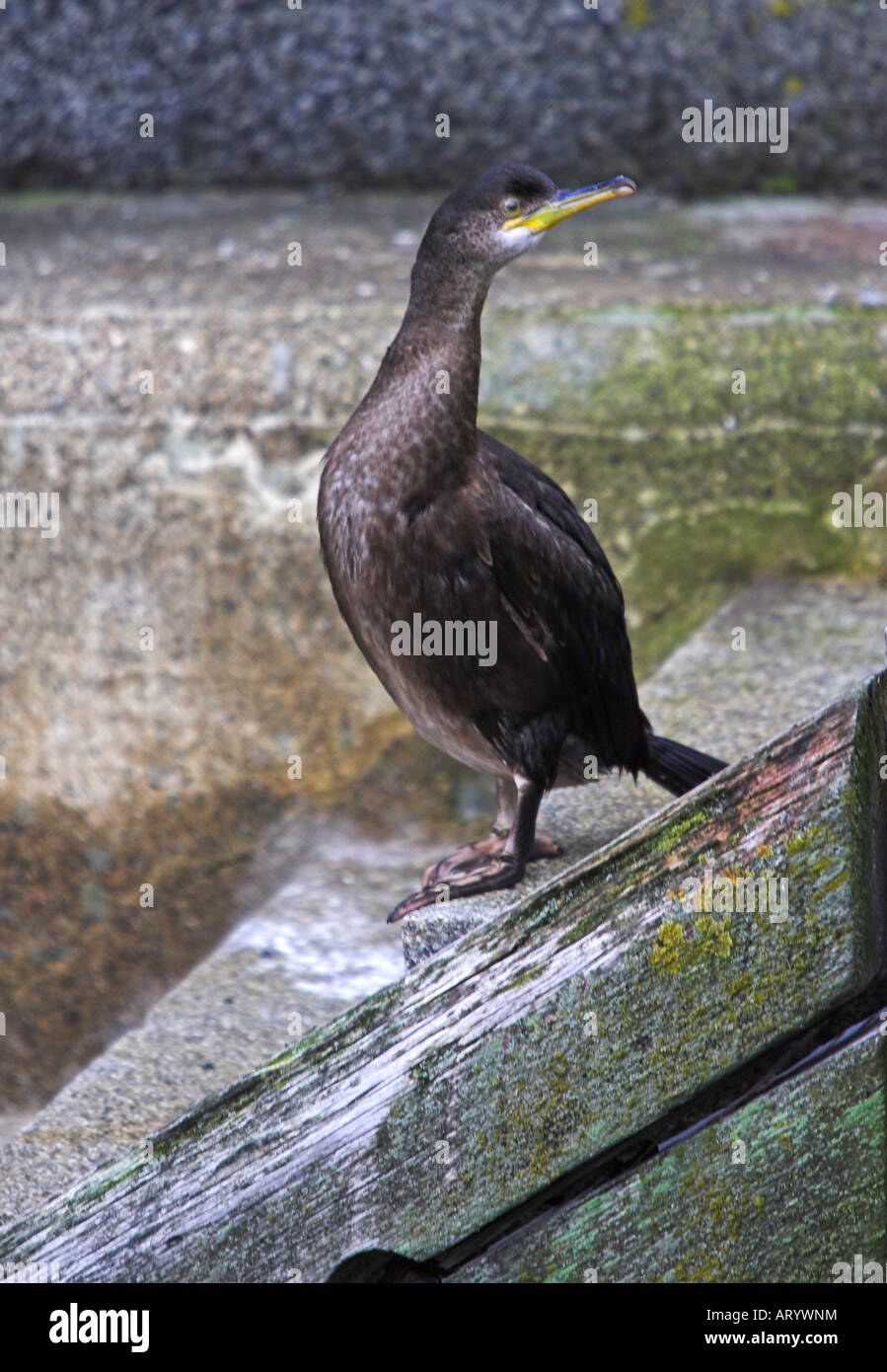 shag in Lerwick harbour Stock Photo - Alamy