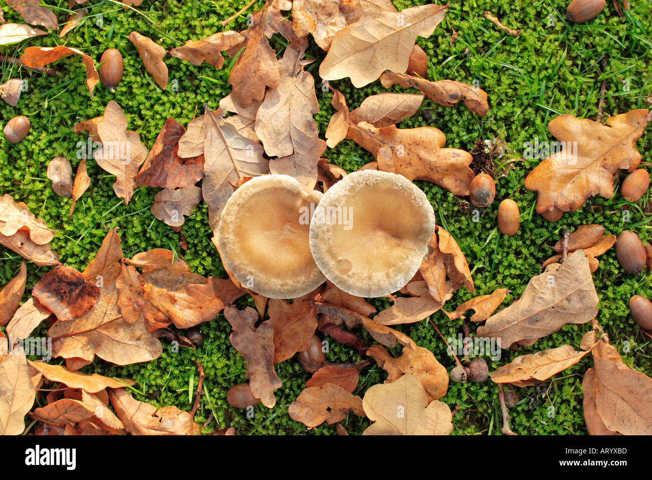 Gold top mushrooms hi-res stock photography and images - Alamy
