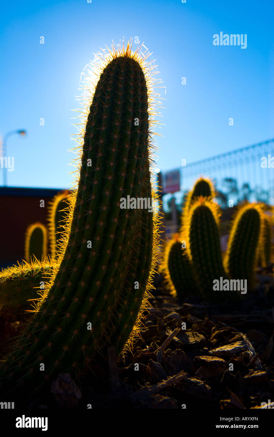 Backlit backlighting cactus hi-res stock photography and images - Alamy