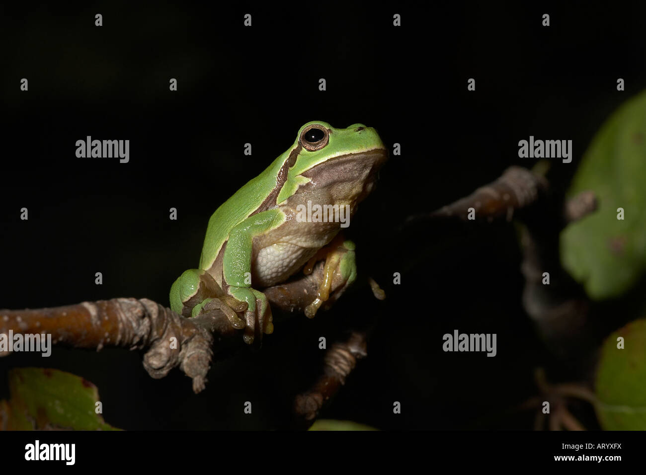 Italian Tree Frog Hyla intermedia Central Italy Stock Photo - Alamy